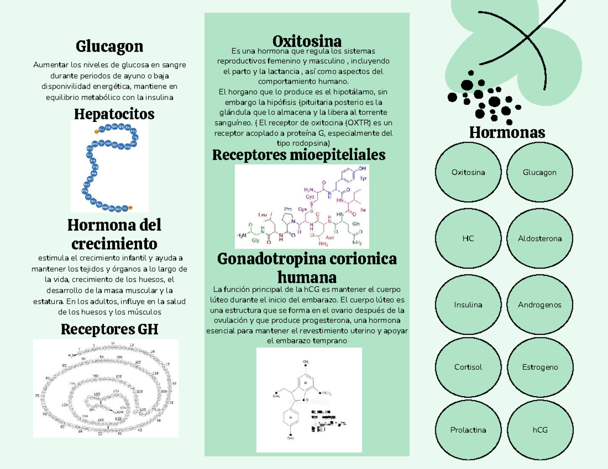 Hormonas y sus Funciones: Tríptico de Hormonas en el Cuerpo Humano ...