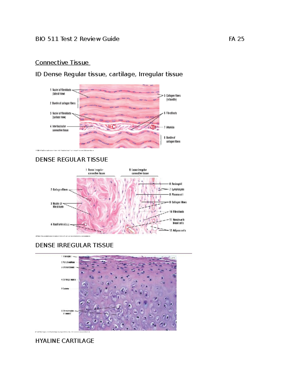 BIO 511 Test 2 Review Guide: Connective Tissue & Bone Concepts - Studocu