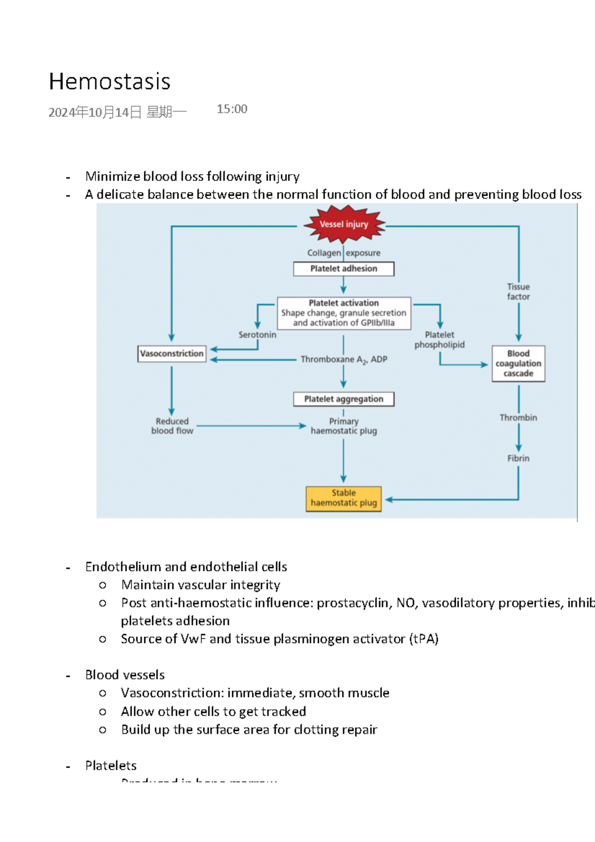 Hemostasis - Minimize blood loss following injury A delicate balance ...