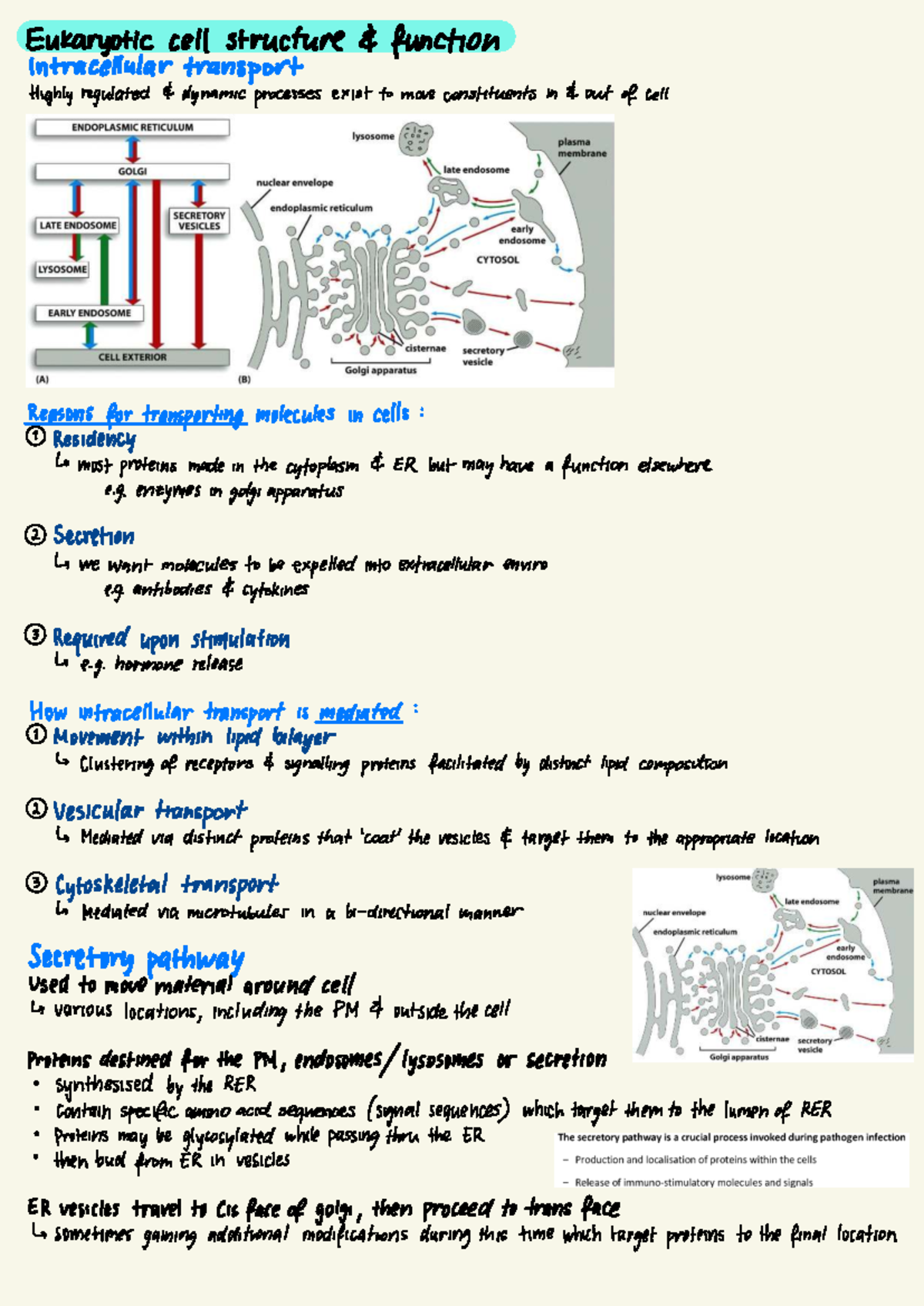Eukaryotic Cell Structure & Function: Intracellular Transport Notes ...