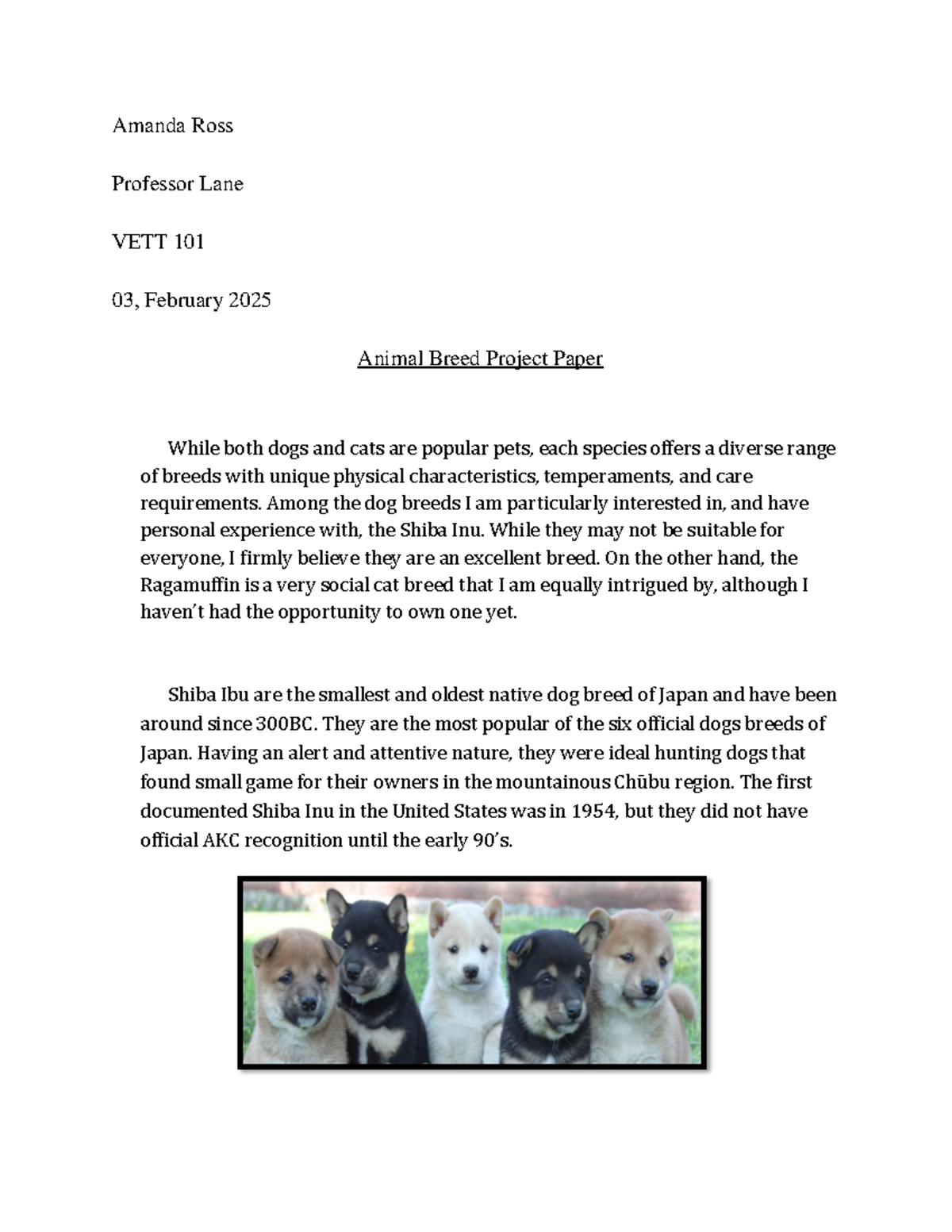 Animal breed project paper: Shiba Inu and Ragamuffin insights (VETT 101 ...