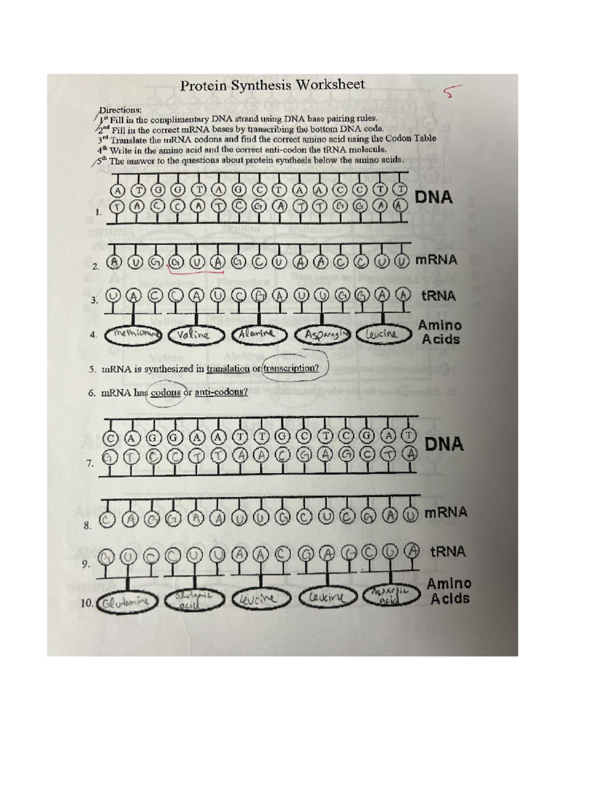 Protein Synthesis Worksheet - Fill in the correct mRNA bases ...