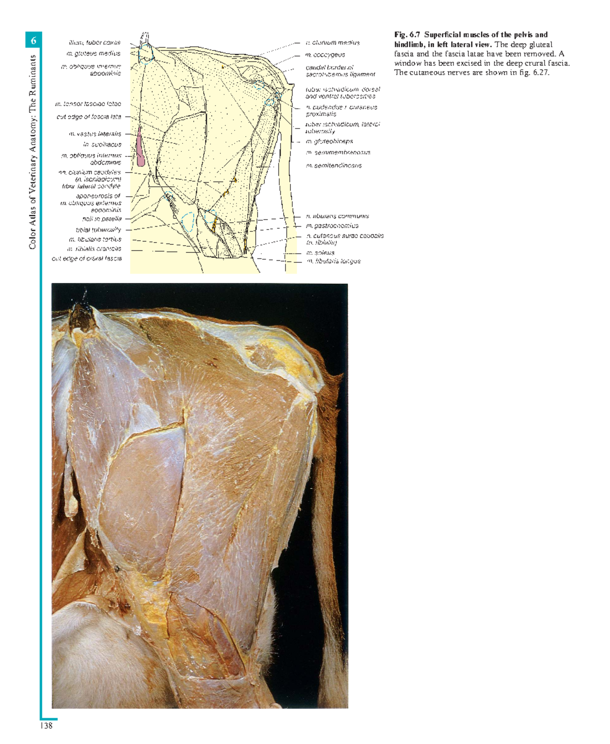 Color Atlas of Veterinary Anatomy: The Ruminants - Hindlimb Dissection ...