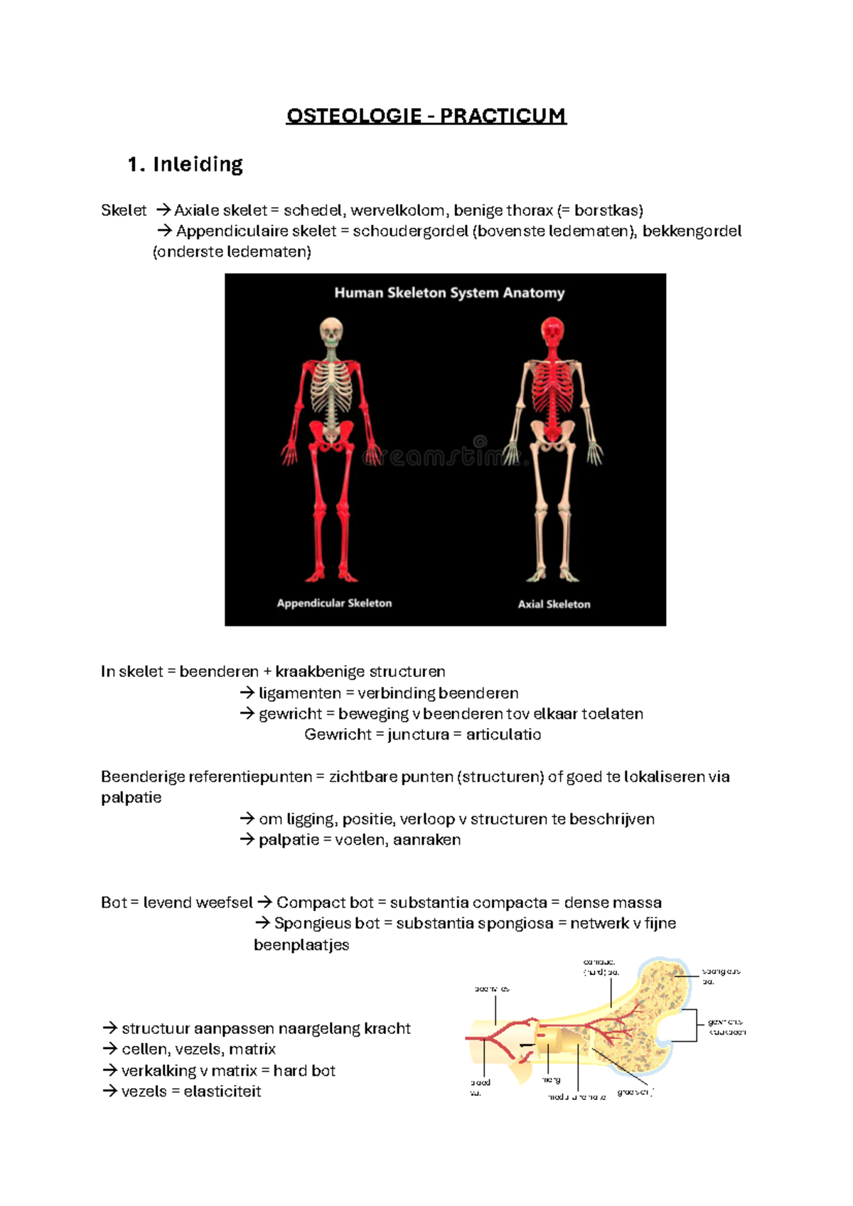 Samenvatting practica locomotorisch stelsel - OSTEOLOGIE - PRACTICUM 1 ...