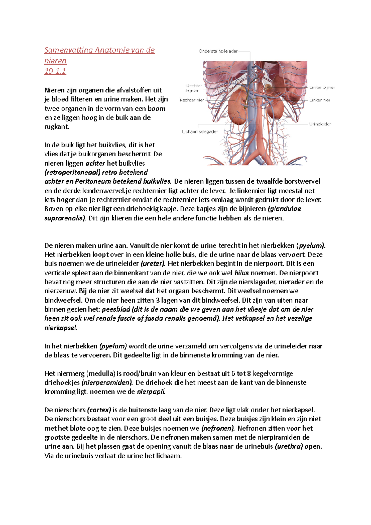 Samenvatting Anatomie van de Nieren - Essentiële Informatie - Studeersnel
