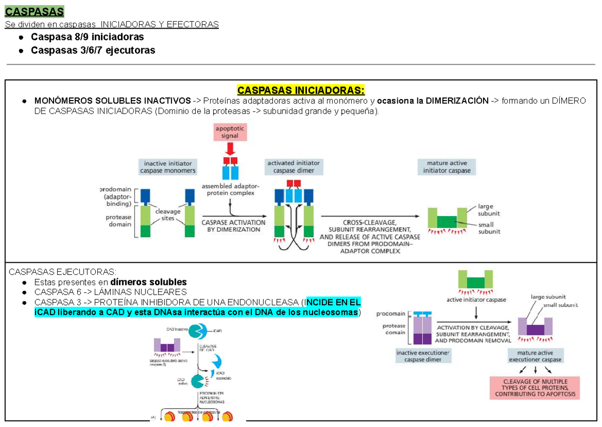 Caspasas y Apoptosis: Mecanismos y Regulación - CASPASAS 101 - Studocu