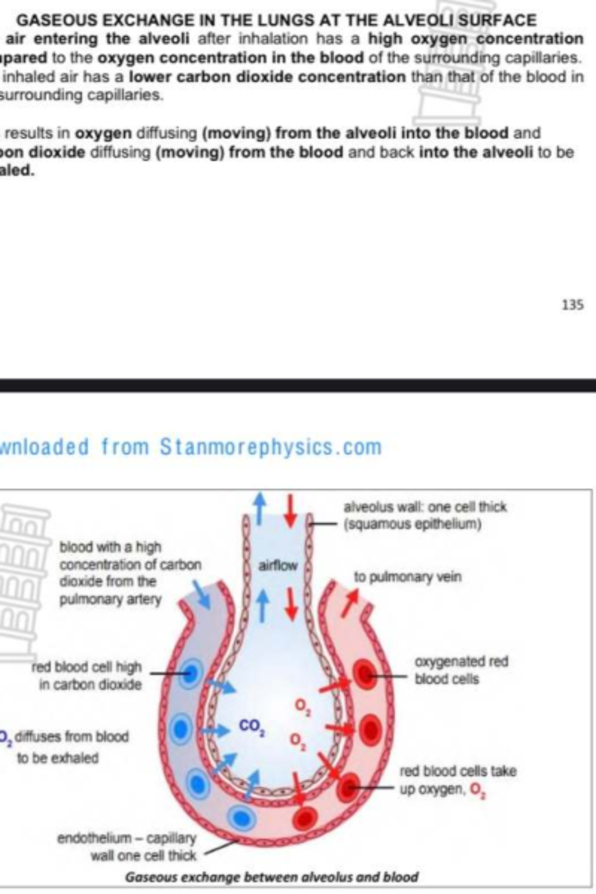 Gaseous Exchange in the Lungs: Alveoli Function and Adaptations - Studocu