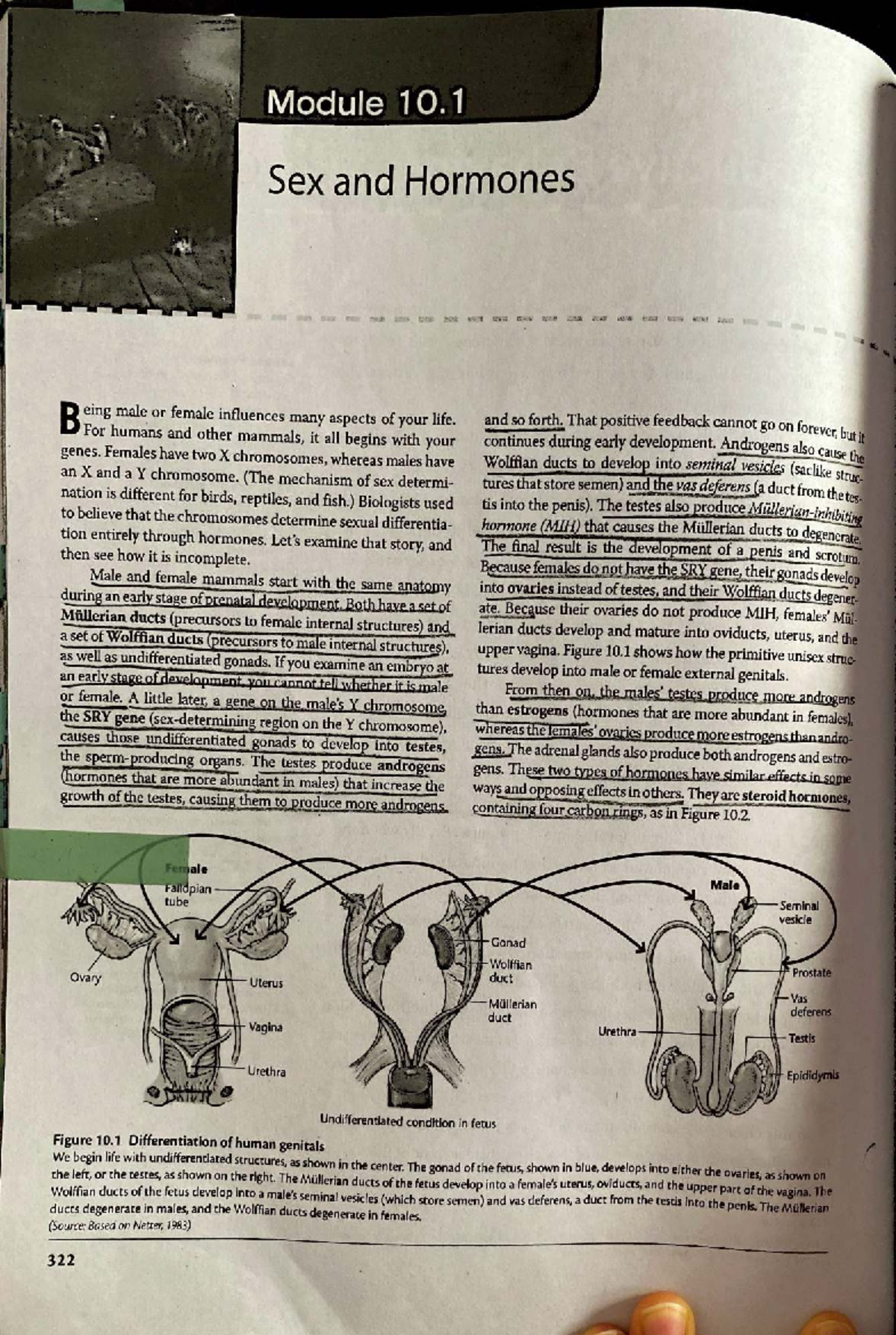 Chp 10 Bio 250 Lecture Notes Given By Prof Module 10 Sex And