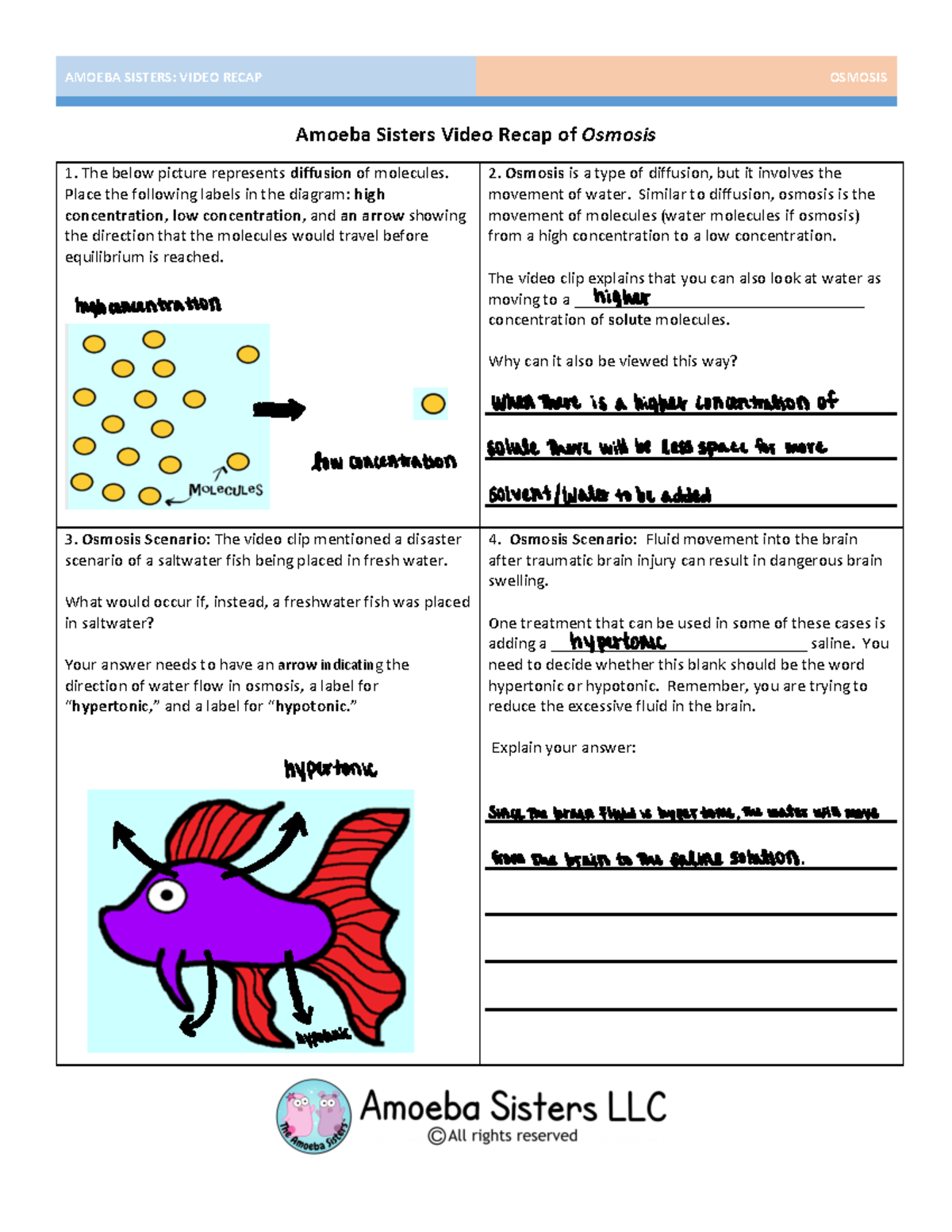 Amoeba Sisters Video Recap: Understanding Osmosis Concepts - Studocu