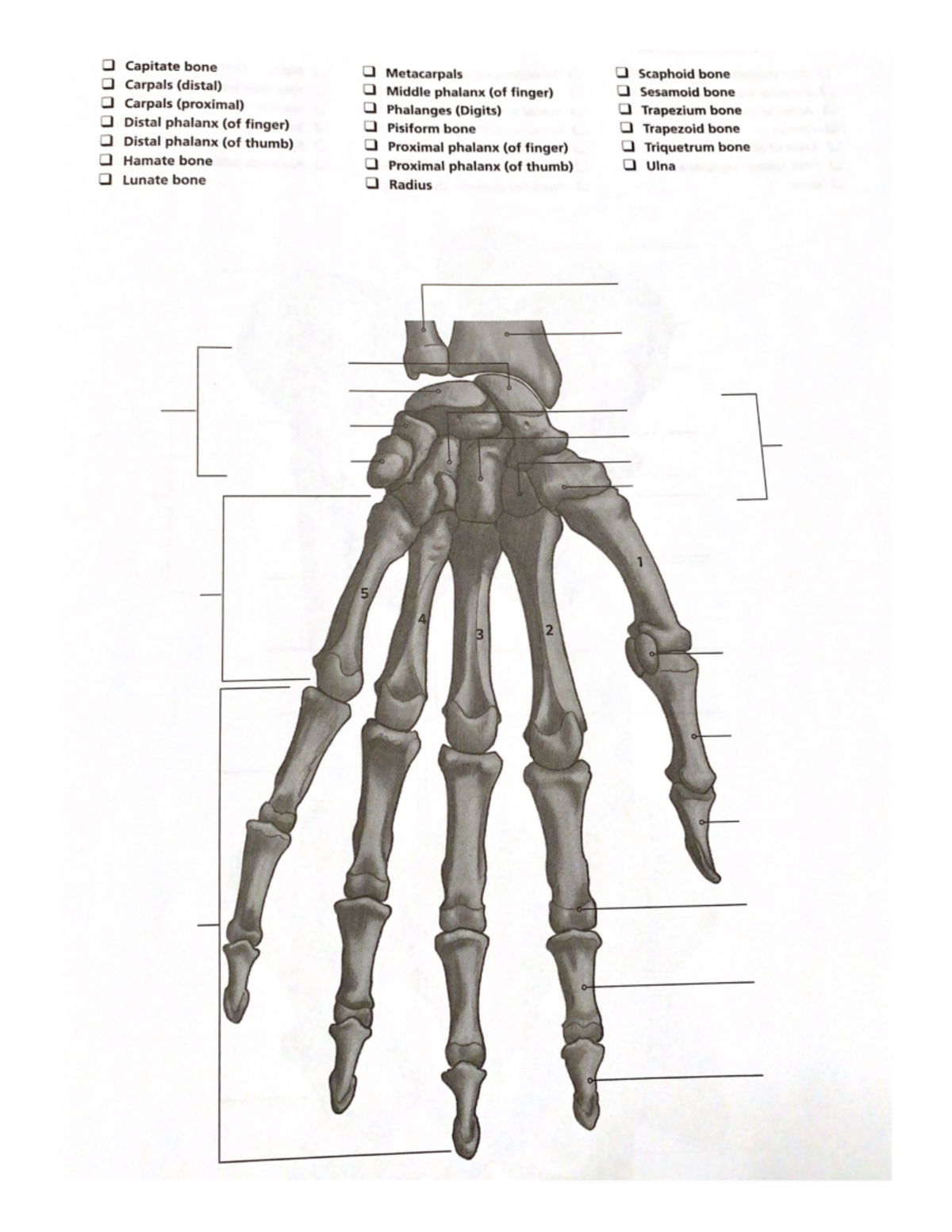 Hand Bones - Capitate bone Metacarpals Scaphoid bone Carpals (distal ...