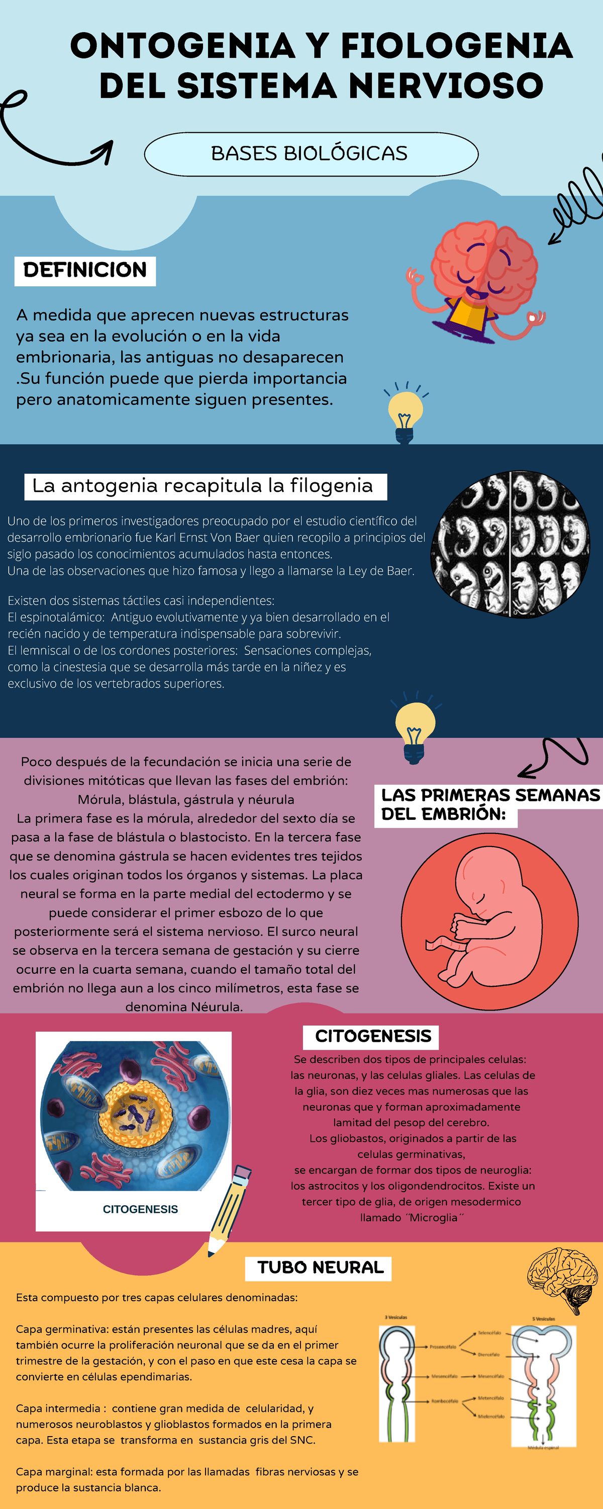 Infografia de Ontogenia y Fiologenia del Sistema Nervioso - BASES ...