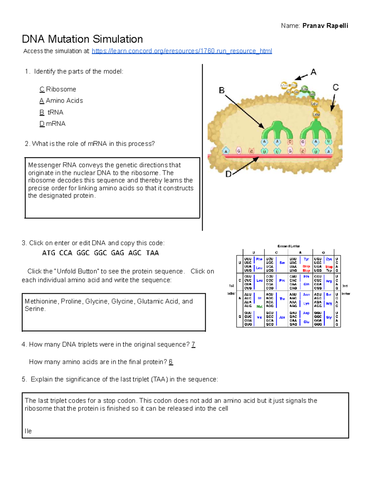 DNA Mutation Simulation Worksheet (BIO101) - Studocu
