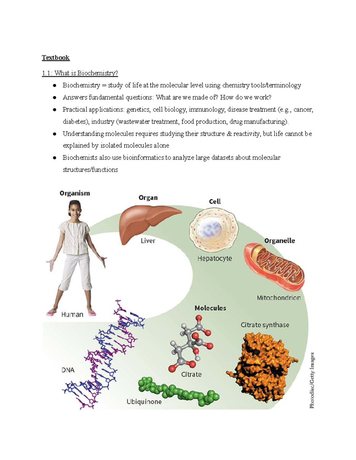 Biochemistry 101: Fundamental Concepts and Molecular Insights - Studocu