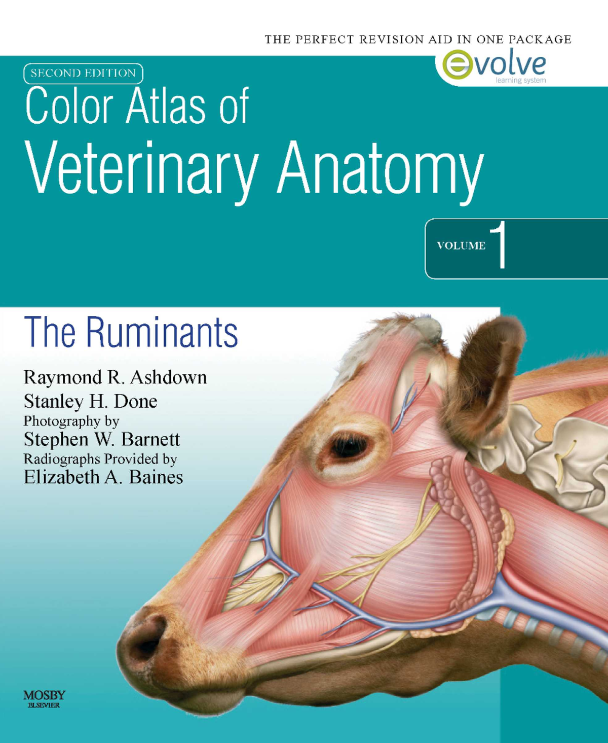 Color Atlas of Veterinary Anatomy Vol 1: The Ruminants (2nd Ed) - Studocu