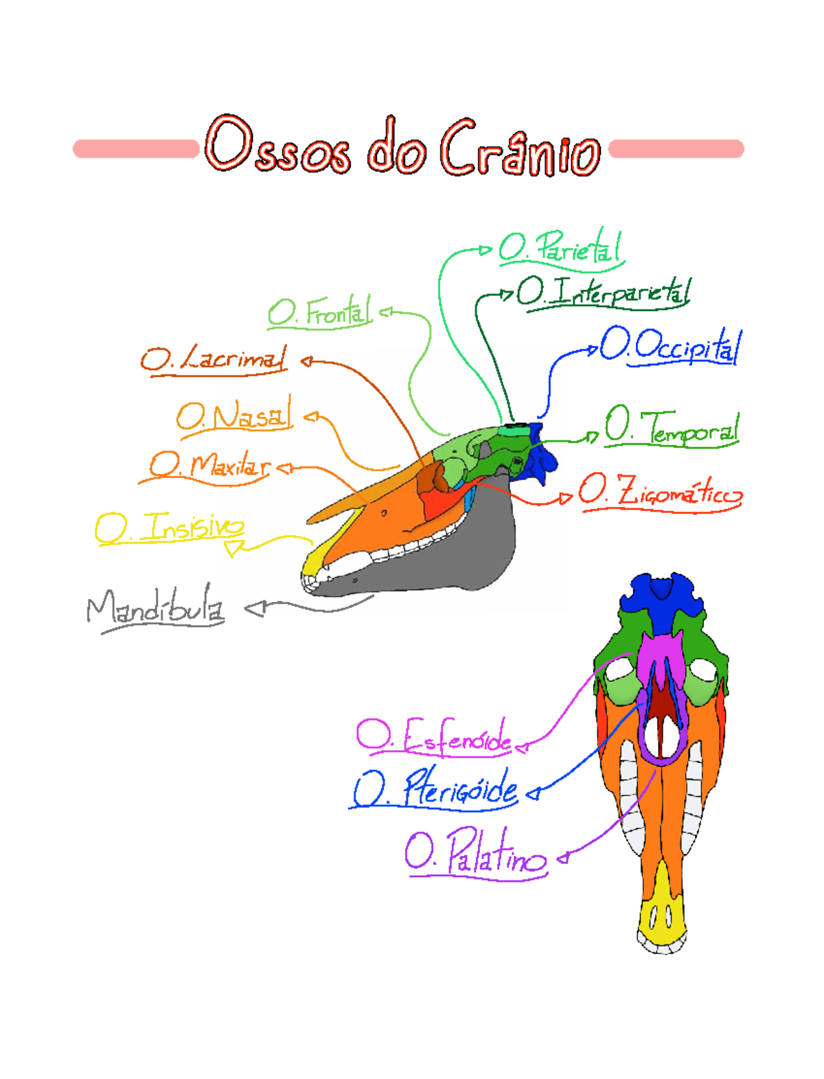 Osteologia: Estrutura e Função dos Ossos do Crânio e Esqueleto - Studocu
