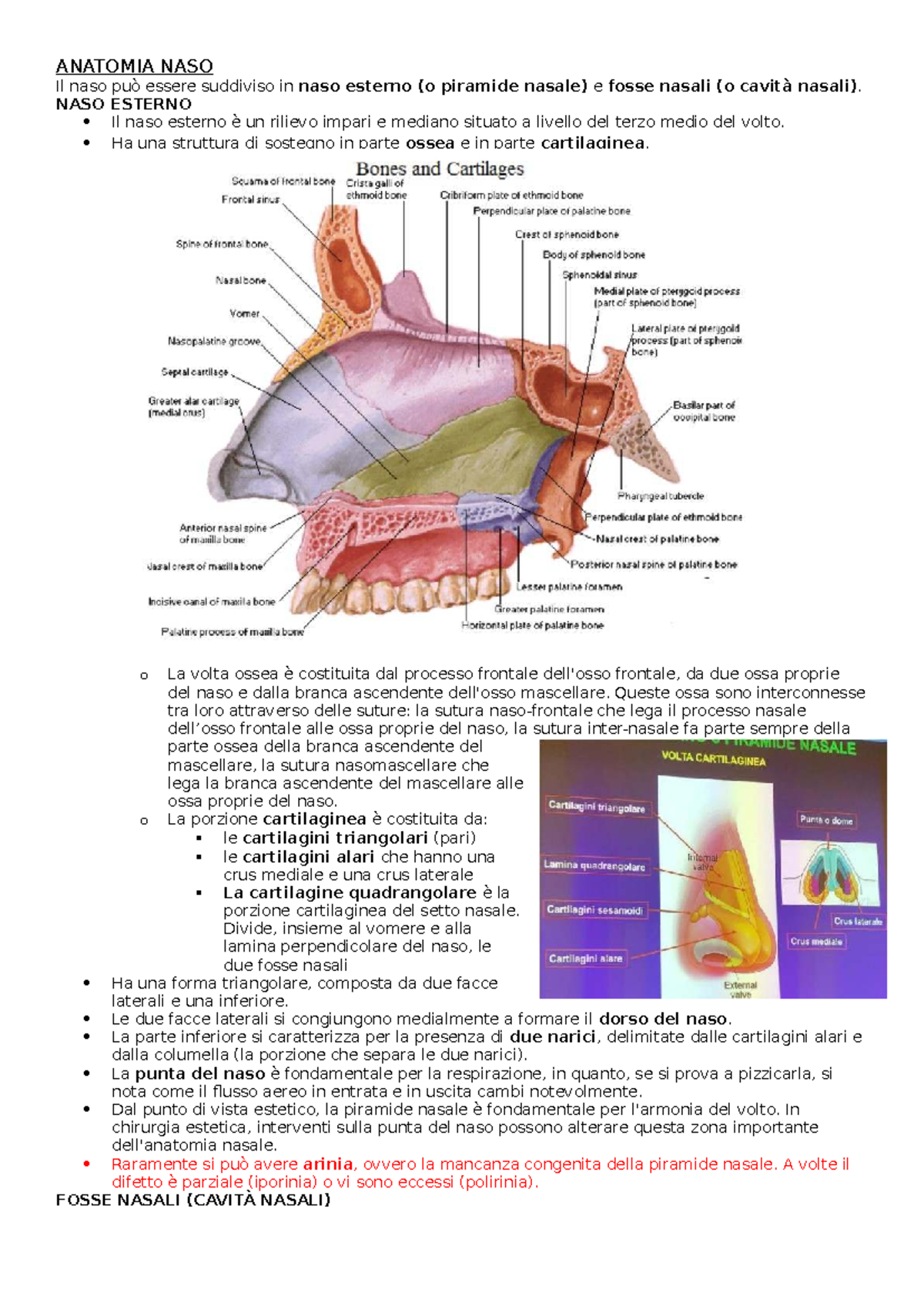 Anatomia NASO - ANATOMIA NASO Il naso può essere suddiviso in naso ...
