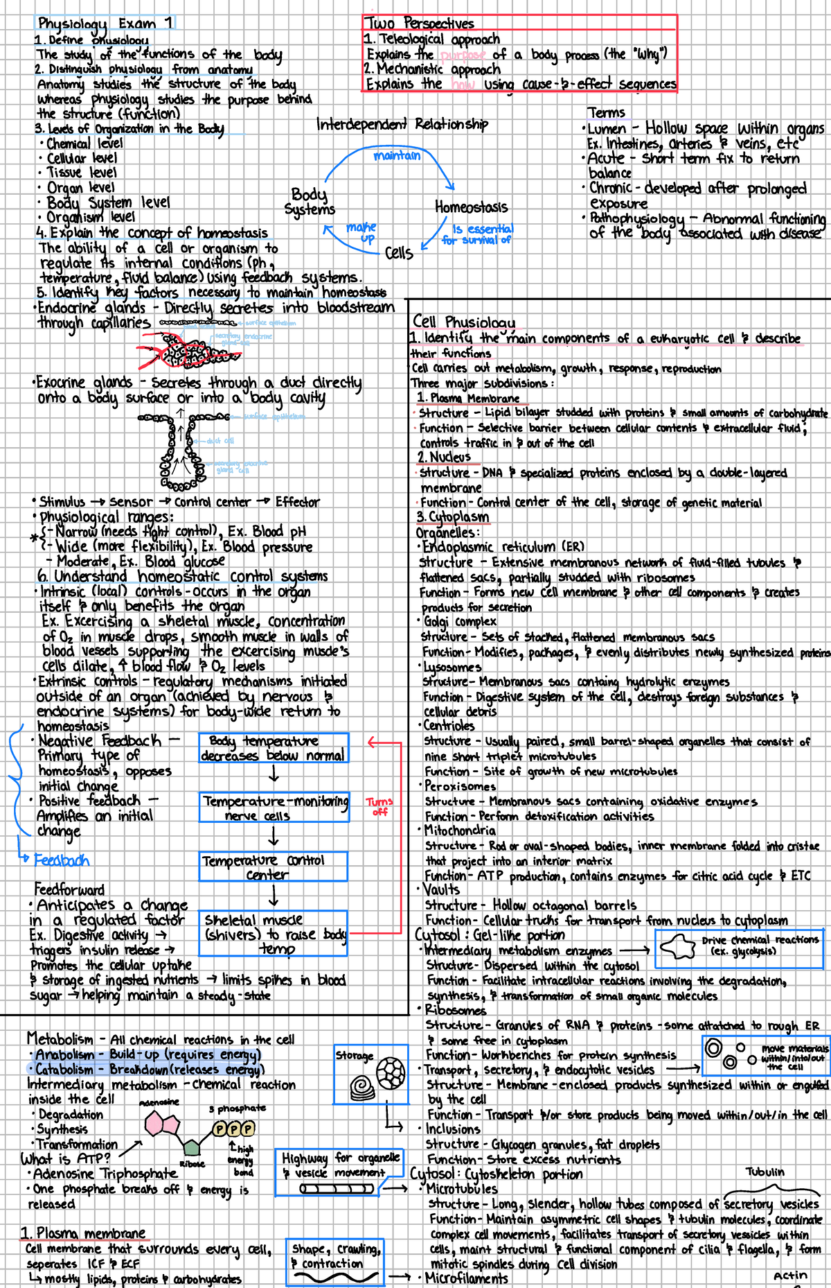 Physiology 101: Midterm Exam Study Guide for Chapters 1-2 - Studocu