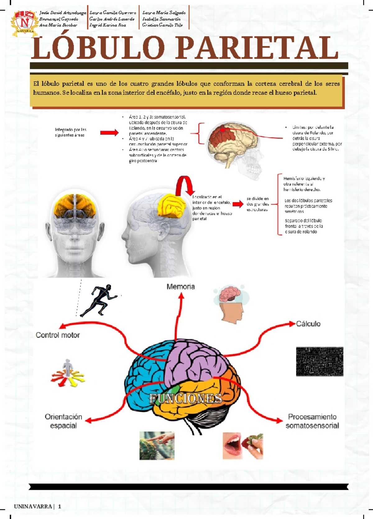 Infografia del Lóbulo Parietal y Alteraciones - LÓBULO PARIETAL El ...