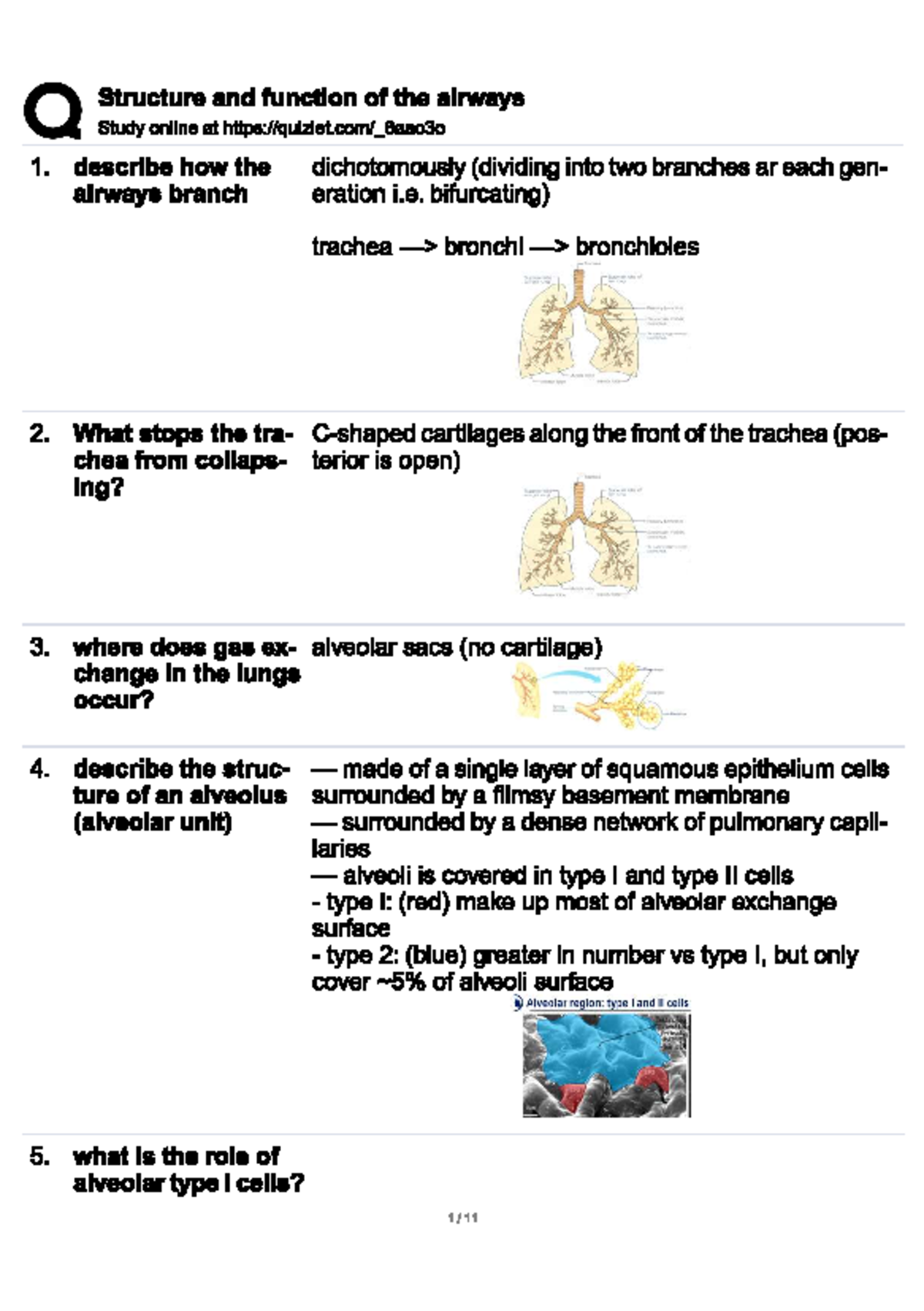 Structure and function of the airways flashcards - MED - Studocu