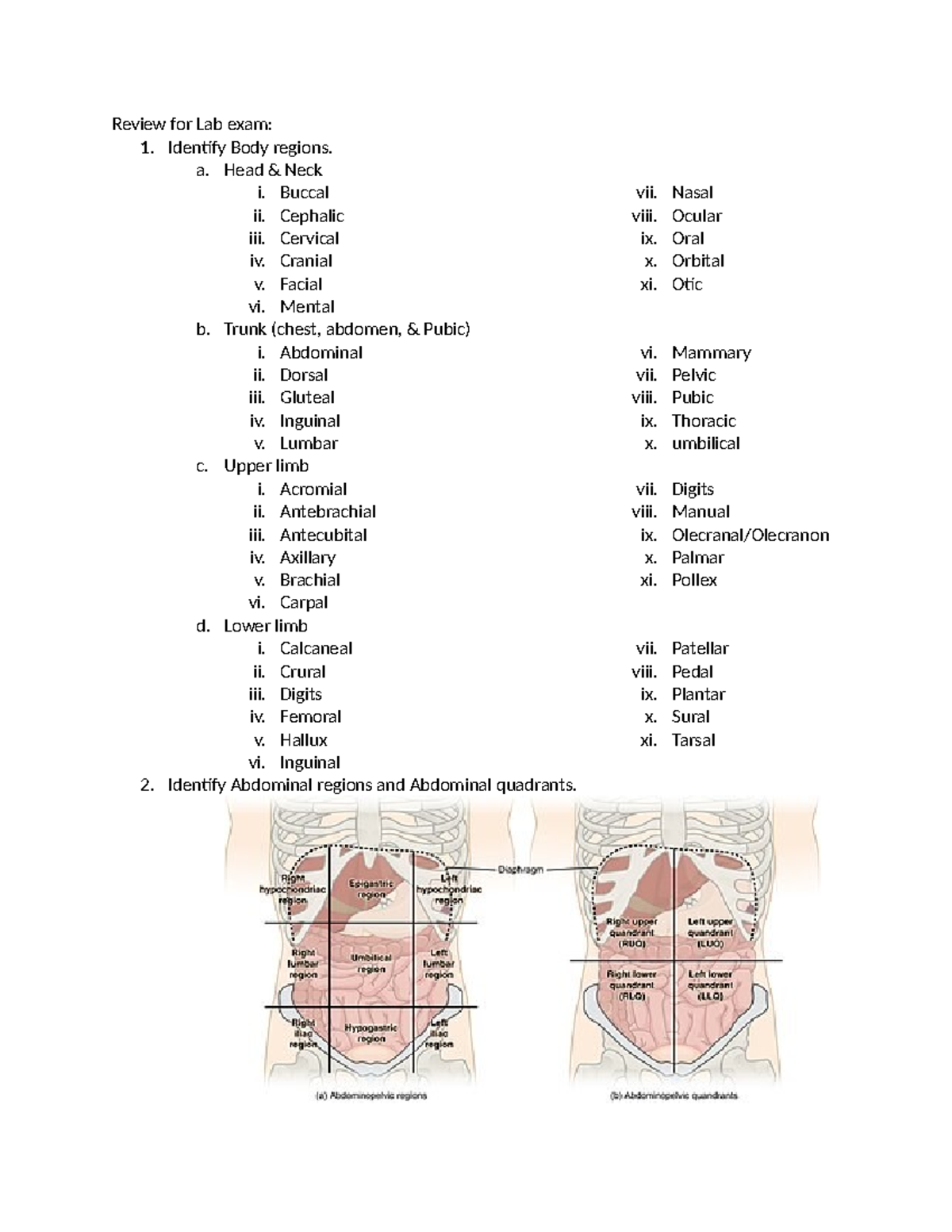 Lab BIOL 101 Midterm Practicum Review - Body Regions & Structures - Studocu