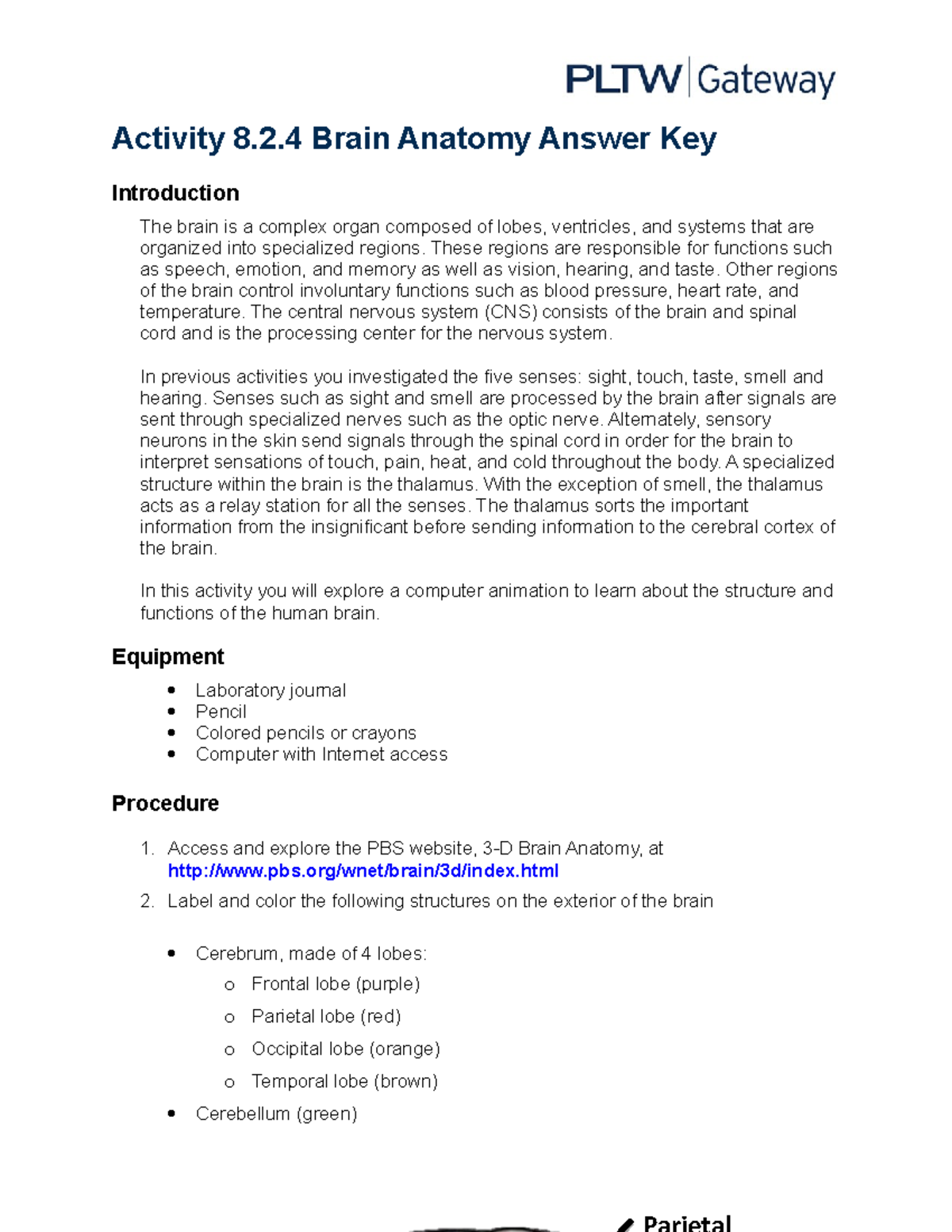 8.2.4.AK Brain Anatomy Activity Answer Key and Overview - Studocu