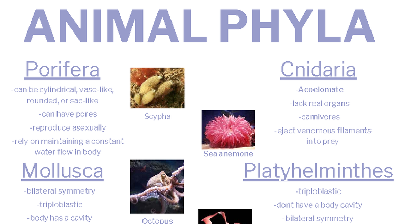 Animal Phyla Overview: Porifera to Chordata Insights - Studocu