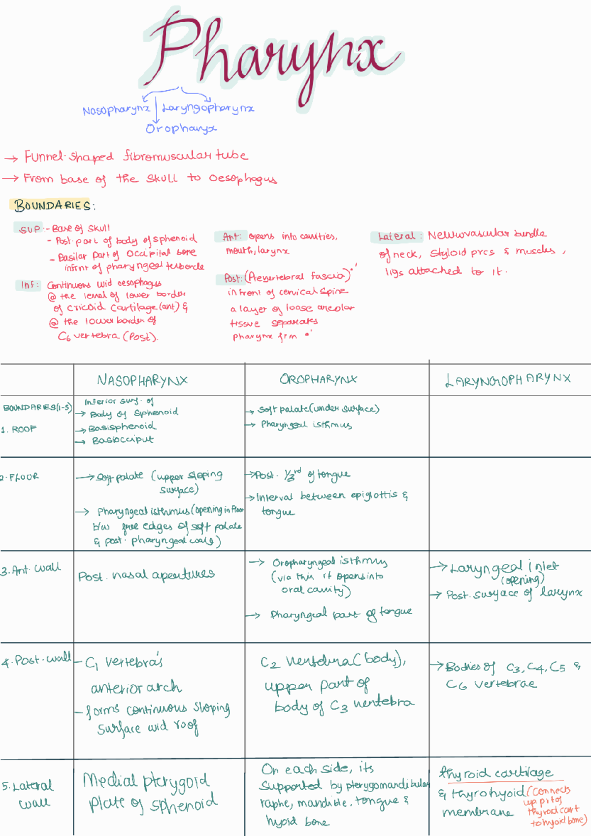 Pharynx Anatomy Overview: Boundaries and Structures - Studocu