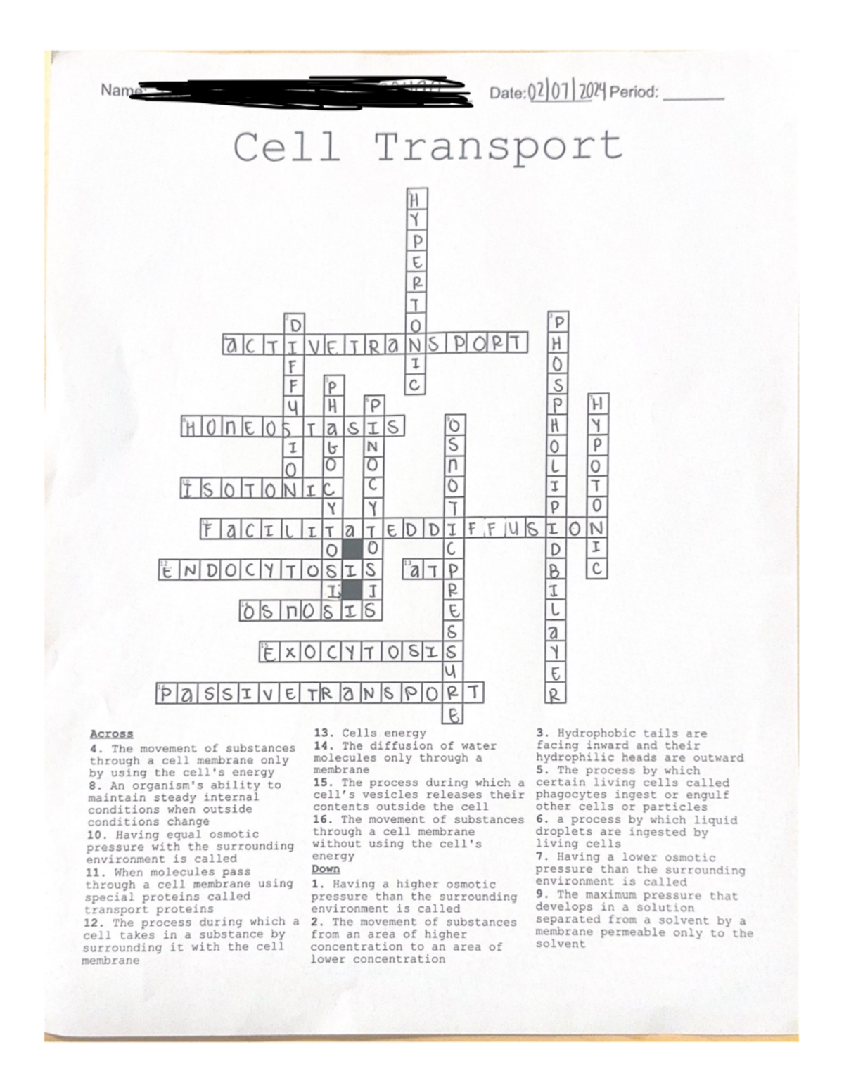 Cell Transport Crossword Puzzle - Key Concepts & Definitions - Studocu