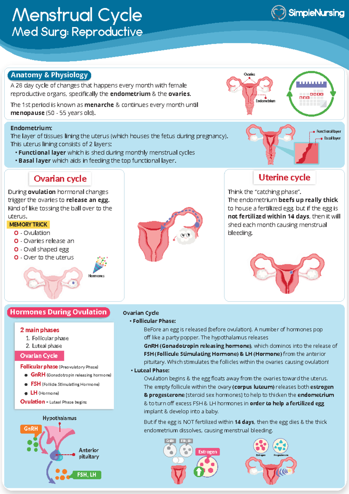Menstrual Cycle Overview: Anatomy & Physiology (Med Surg 241106) - Studocu