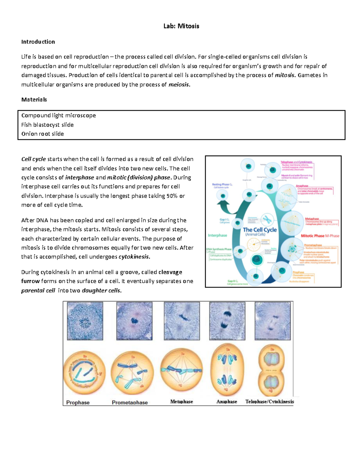 Lab Mitosis Kristy Mueck - Lab: Mitosis Introduction Life is based on ...