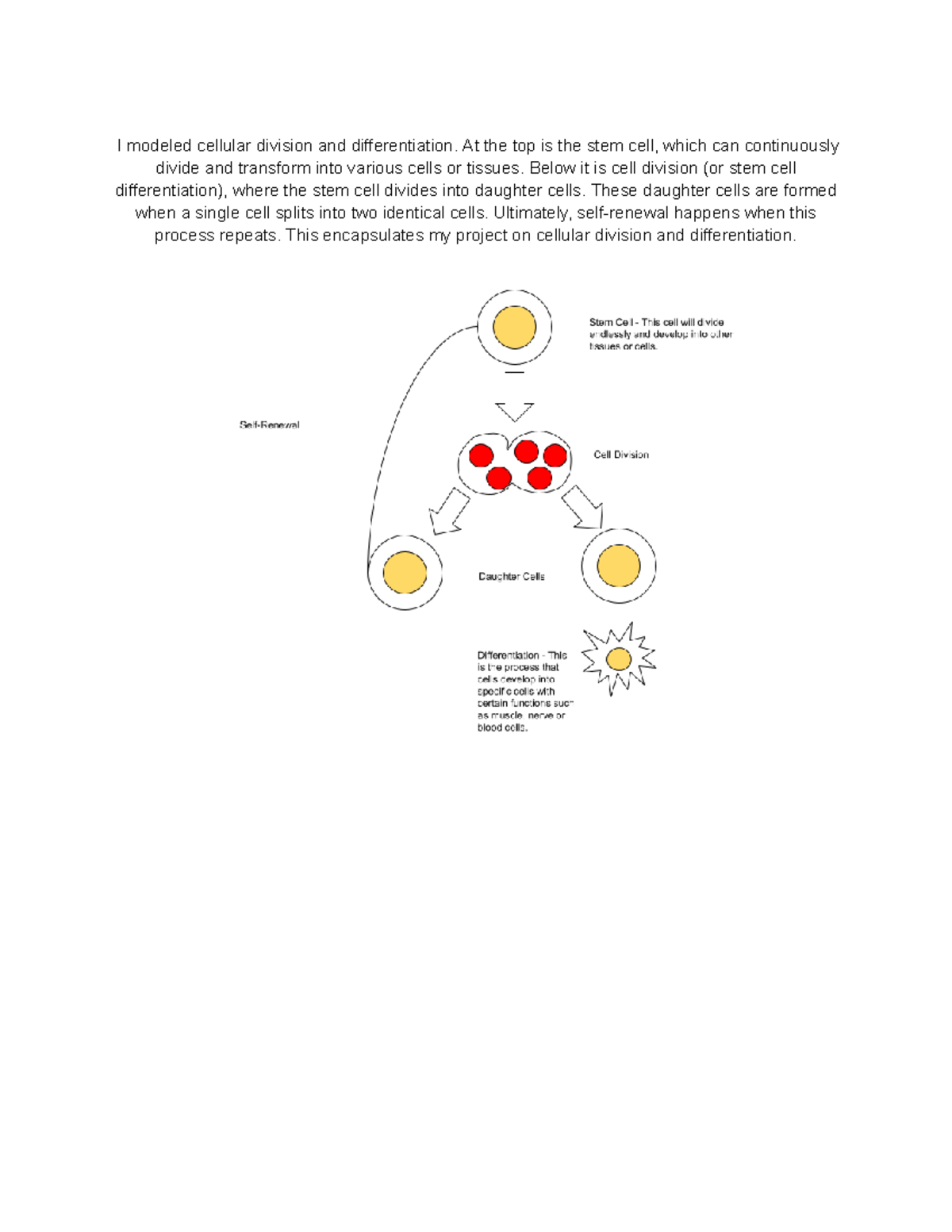 Project Modeling Cellular Division and Differentiation - I modeled ...