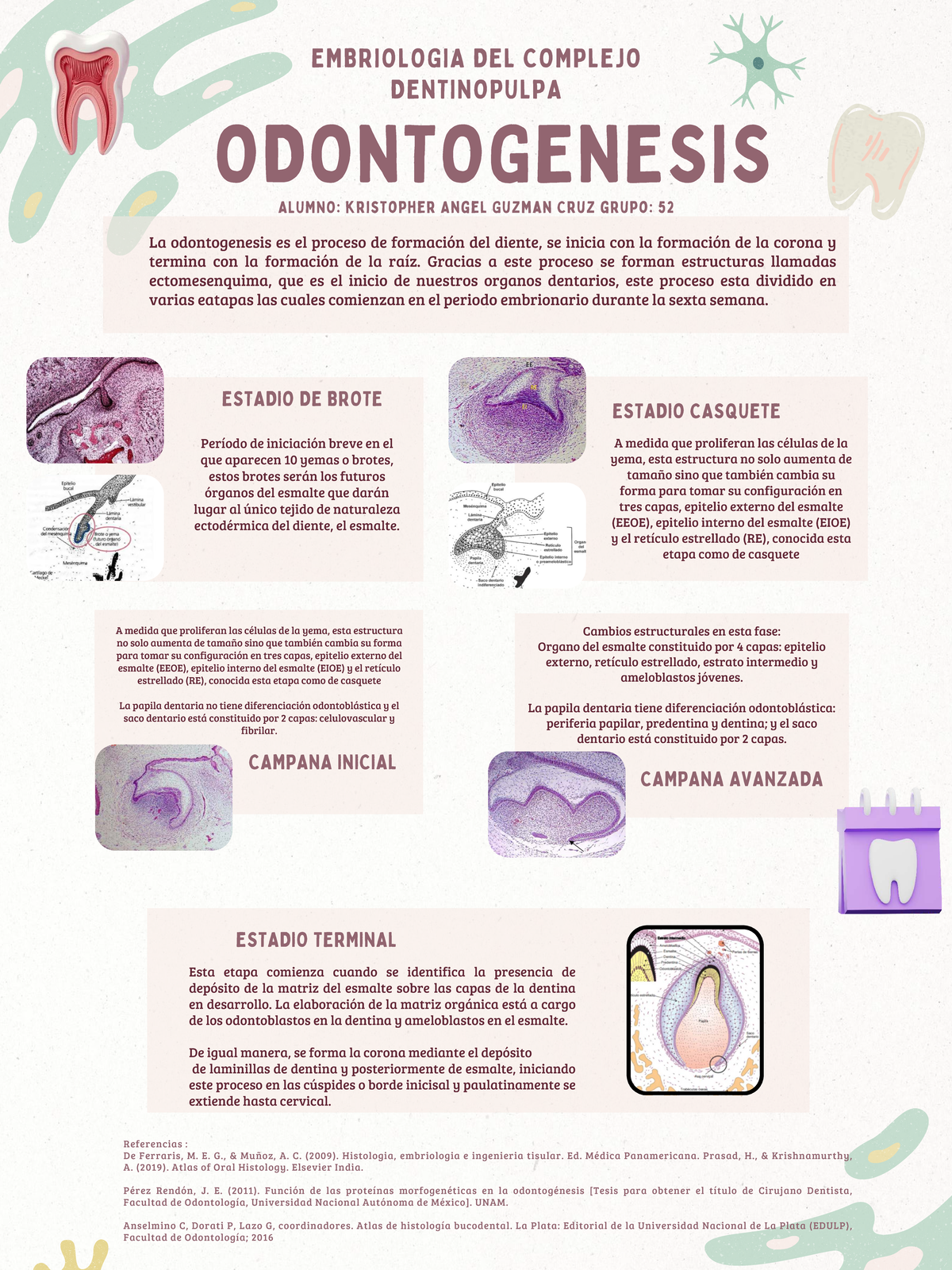 Odontogénesis: Proceso y Etapas del Desarrollo Dental - EMB 52 - Studocu