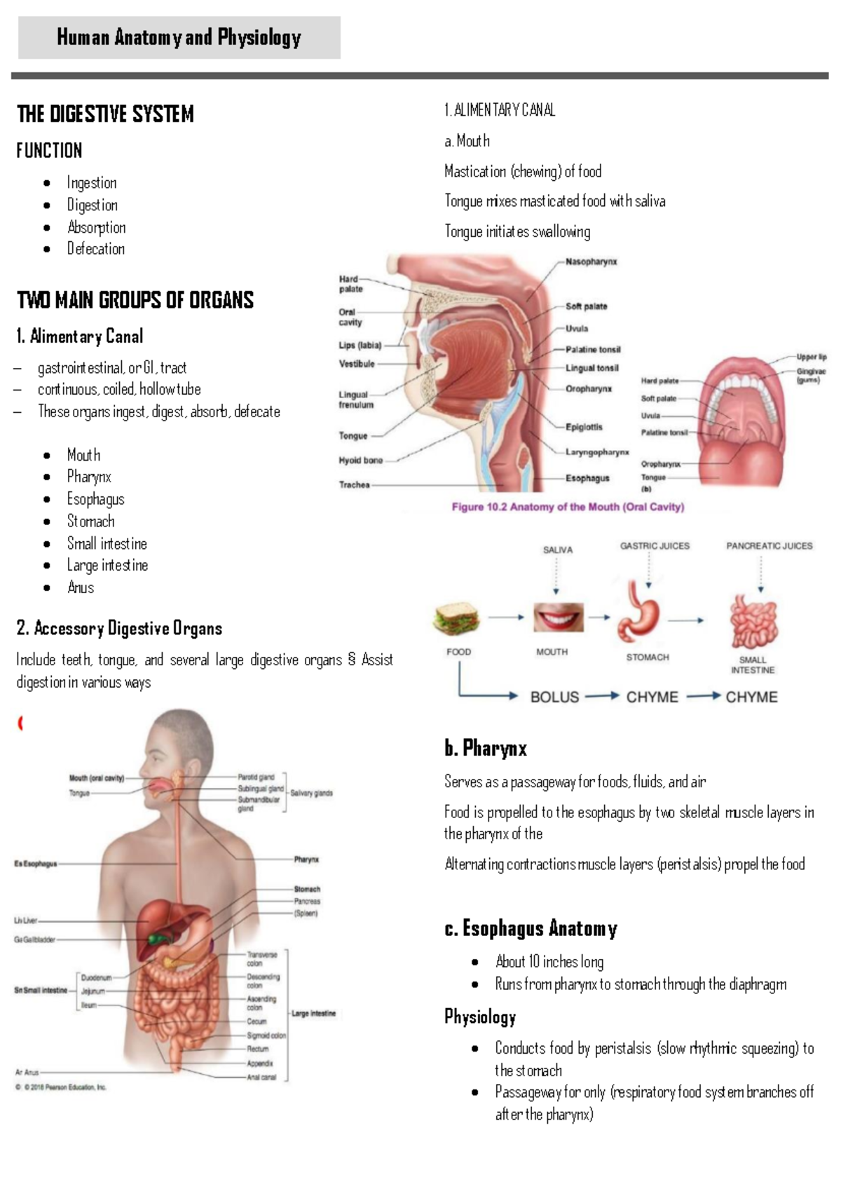 Digestive System Anatomy And Physiology