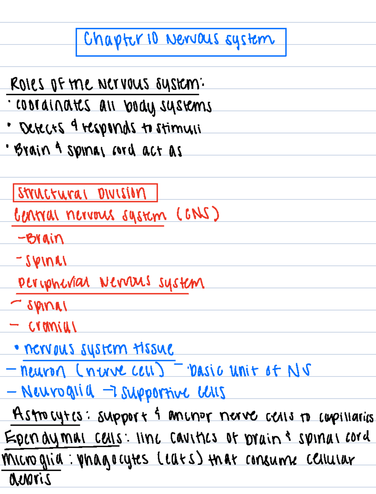 Chapter 10: Nervous System Overview for Course XYZ123 Final Exam - Studocu