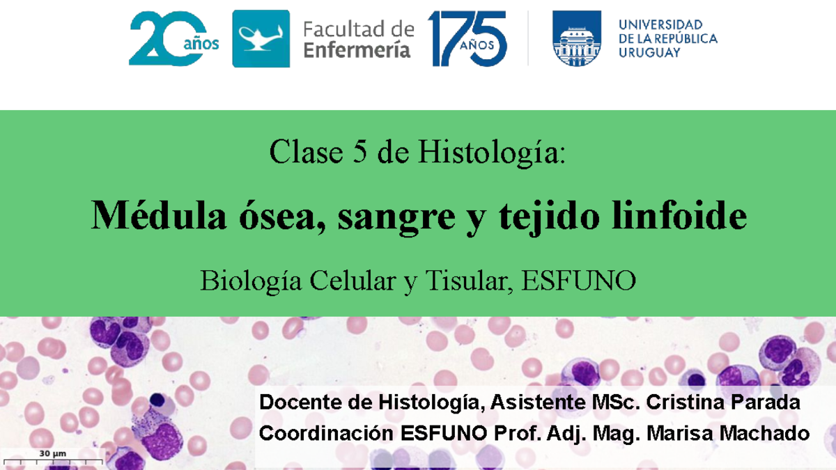 Clase 5: Médula Ósea, Sangre y Tejido Linfoide 2025 - Histología ESFUNO ...