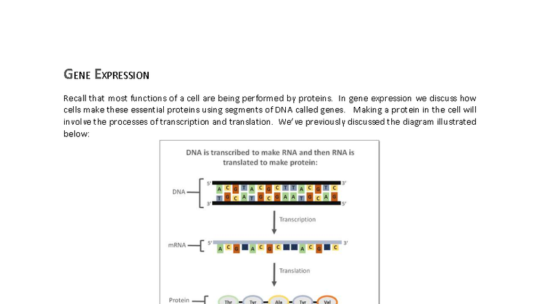 GENE 101: Gene Expression & Protein Synthesis - Transcription & Translation - Studocu