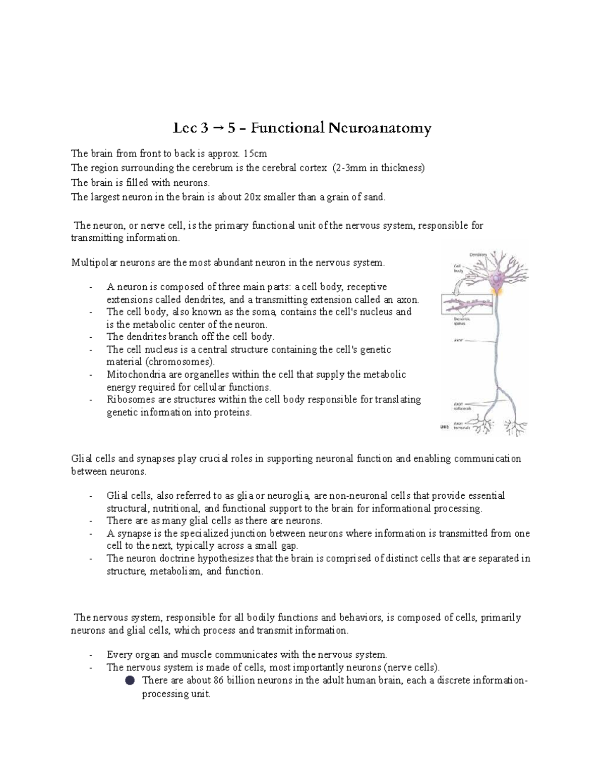 NEUR 355 - Lecture 3: Functional Neuroanatomy Overview - Studocu