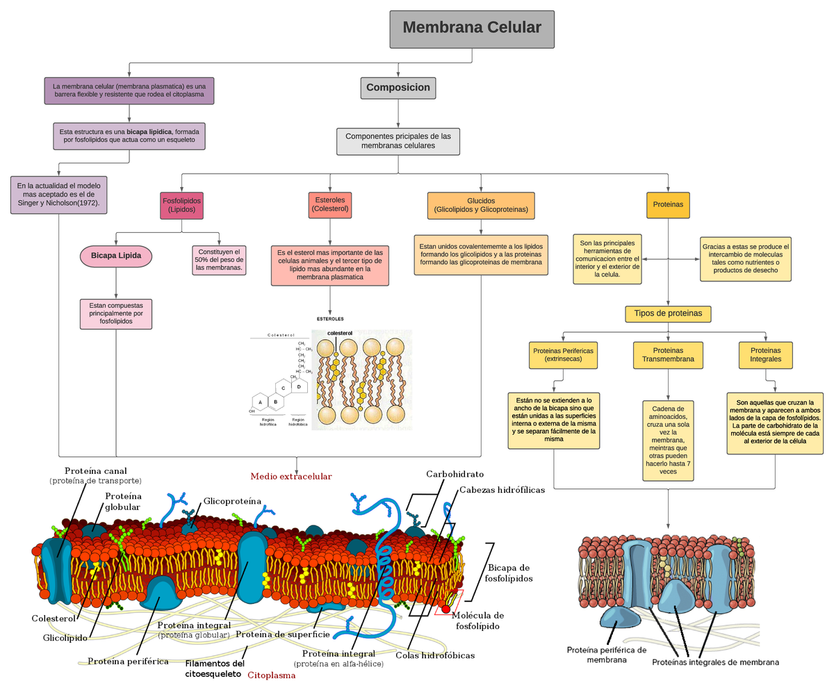 Estructura Y Función De La Membrana Celular Membrana Plasmática