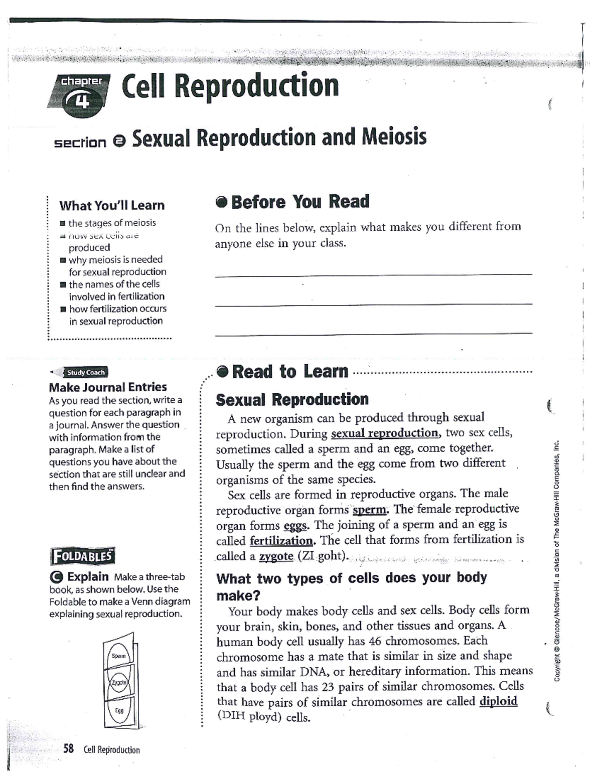 Reading+worksheets+Meiosis - chapter Cell Reproduction section 2 Sexual ...
