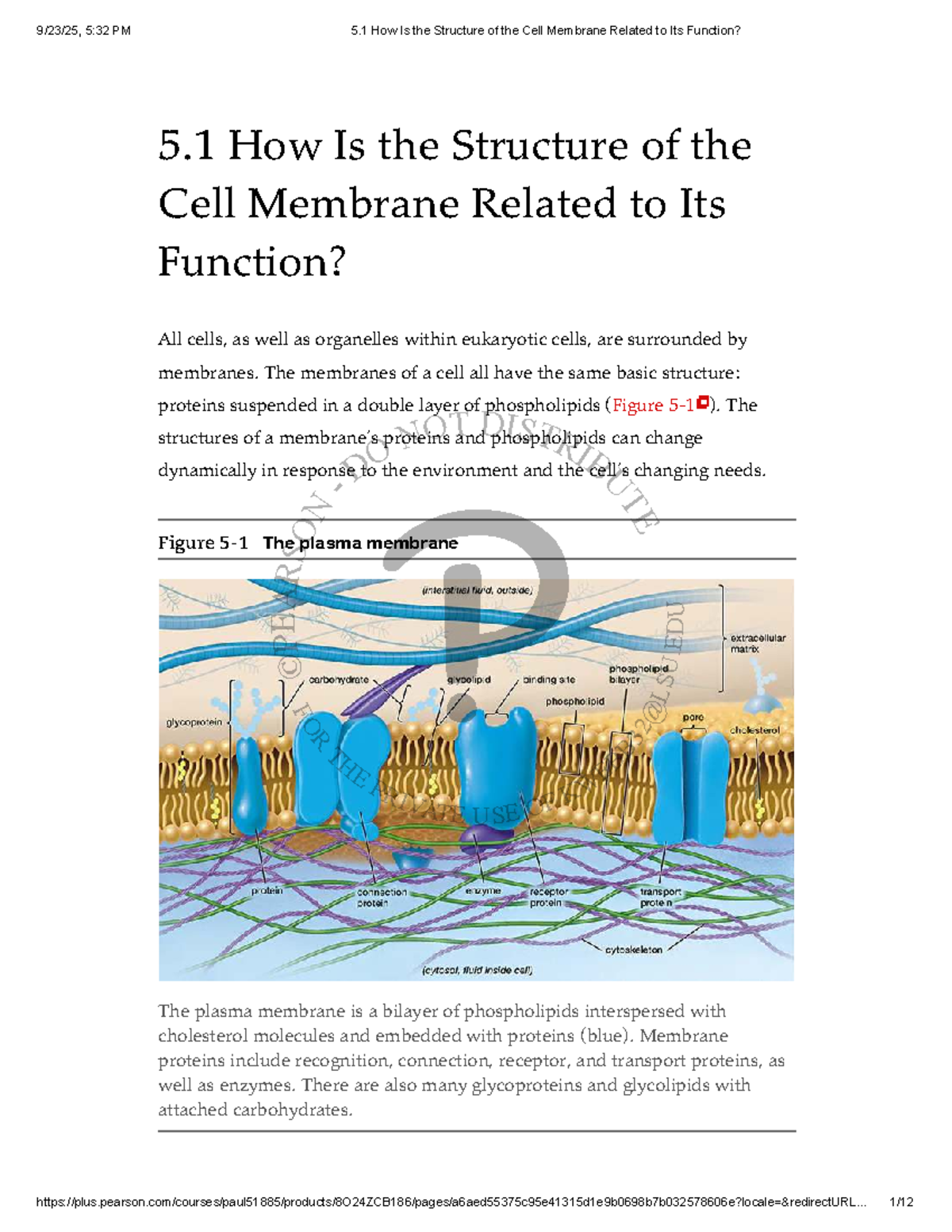Understanding Cell Membrane Structure and Function: A Detailed Overview ...
