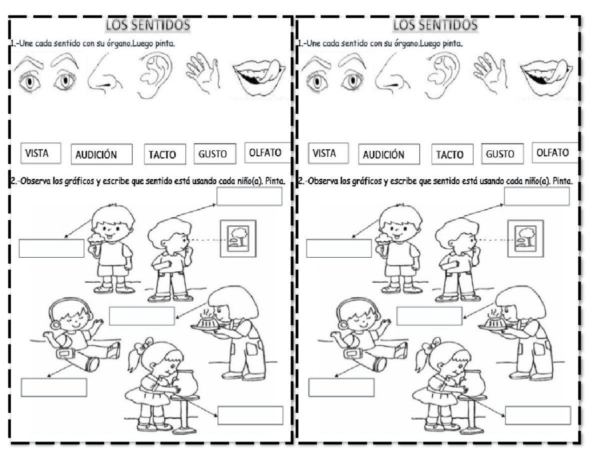 Guía de Estudio: Los Sentidos y sus Órganos - NBJB - Studocu