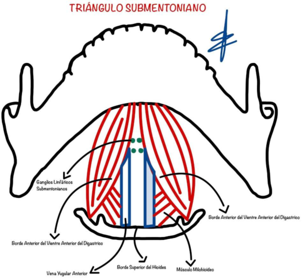 Triángulo Submentoniano y Anatomía de Ganglios Linfáticos - Studocu