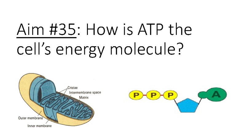 PowerPoint Notes: Understanding ATP as the Energy Molecule - Studocu
