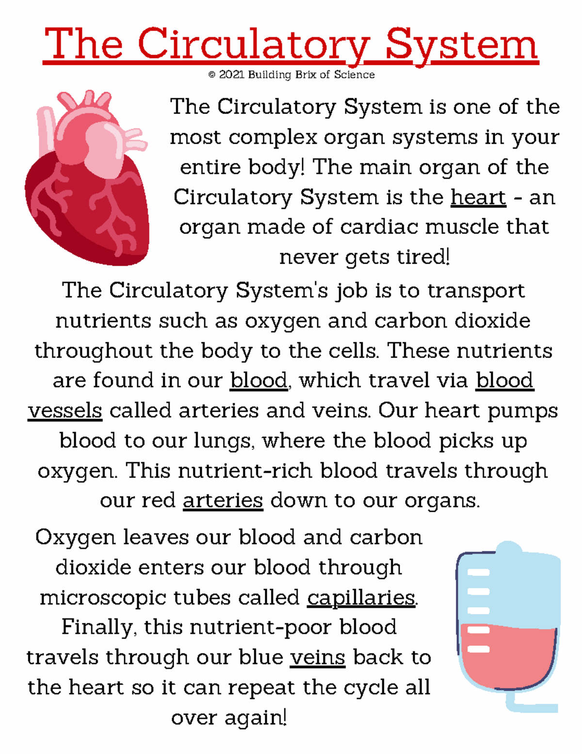 Circulatory System Guided Worksheet for Science Study - 1 - Studocu