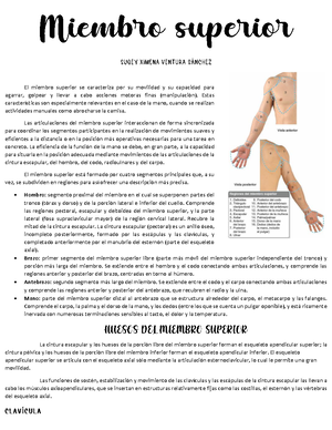 Esfínter Esofágico Superior - Esfínter Esofágico Superior Conformado ...