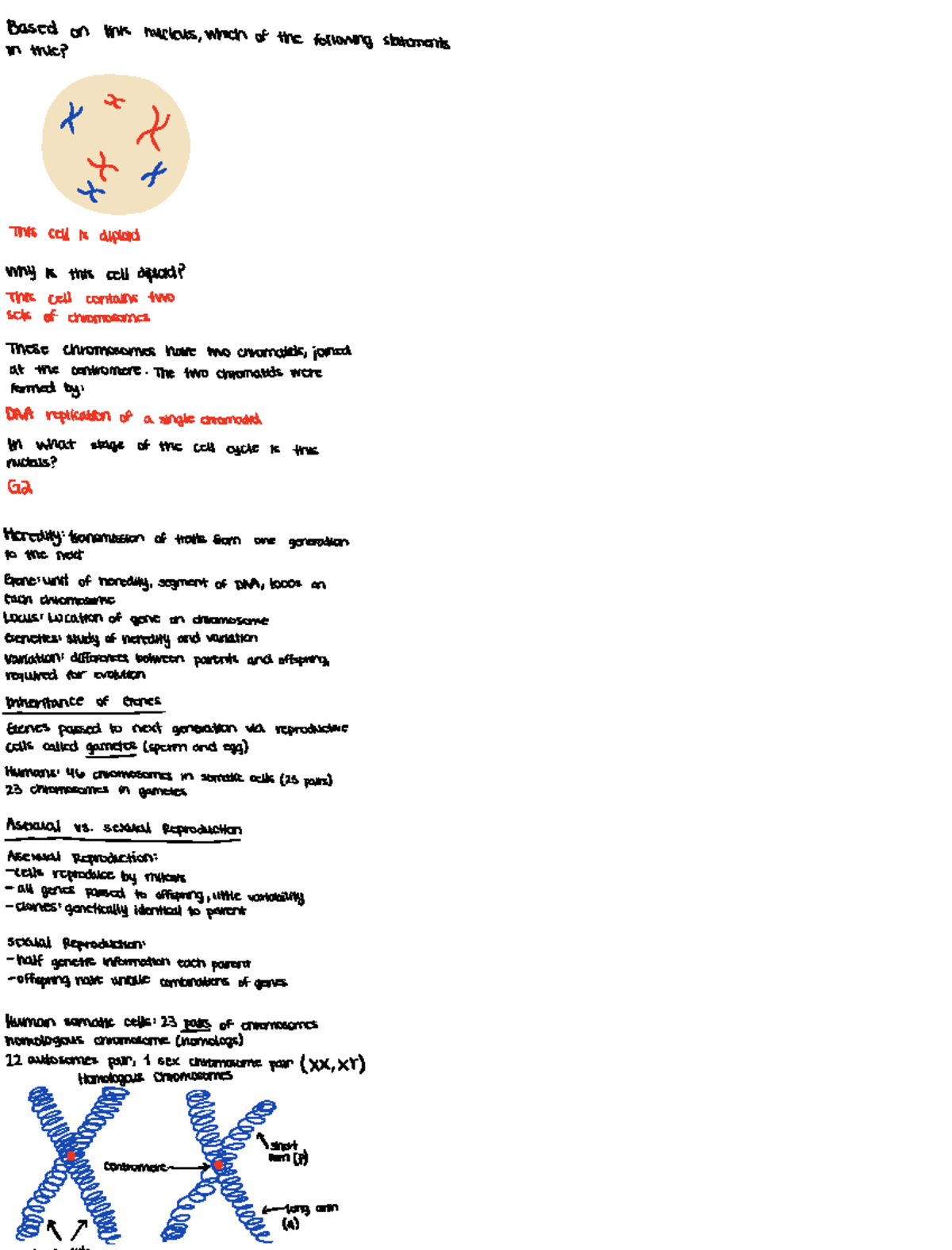 Chapter 13: Meiosis Overview & Key Concepts - BIO 191 - Studocu