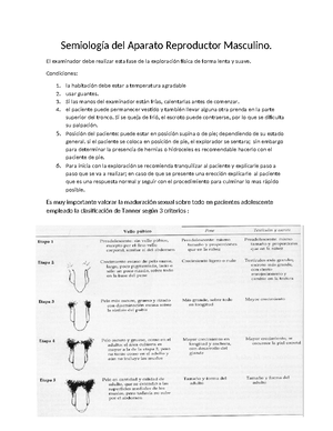 Genitales masculinos - IPM - Escala de Tanner en el hombre (Manual ...