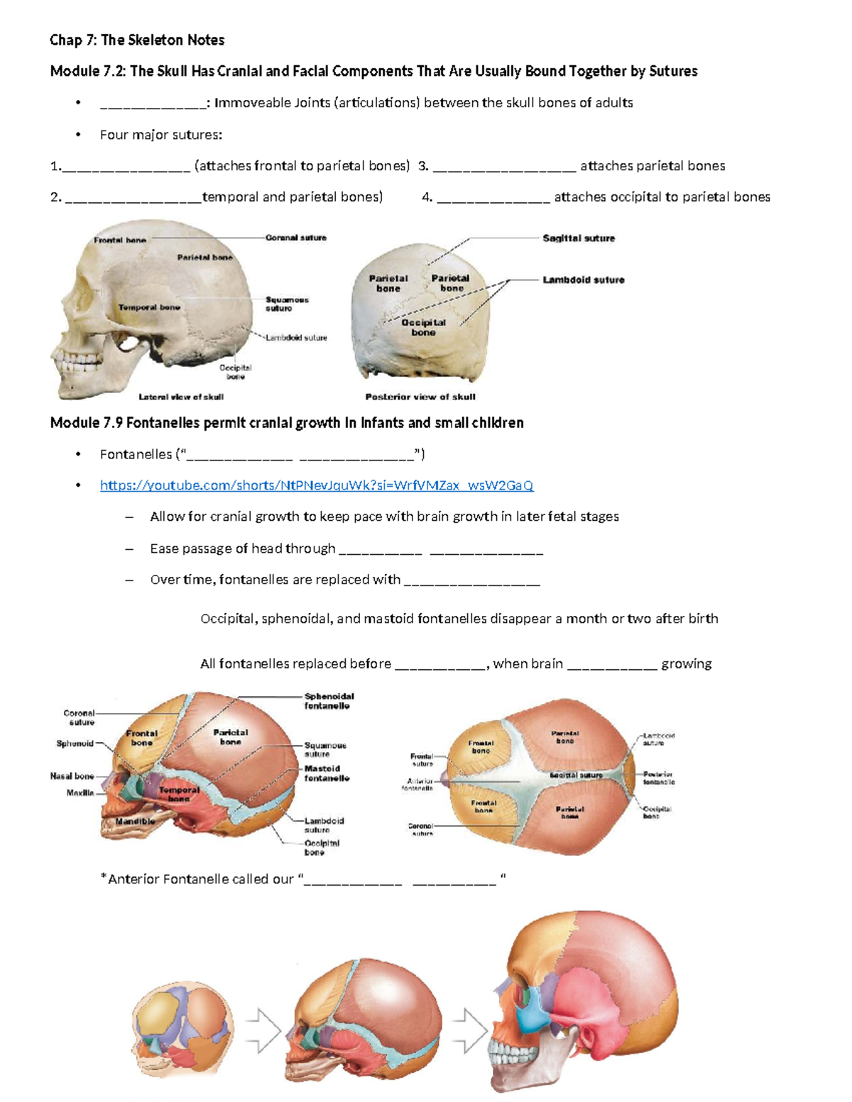 Chap 7: The Skeleton Notes - Key Components & Structures - Studocu