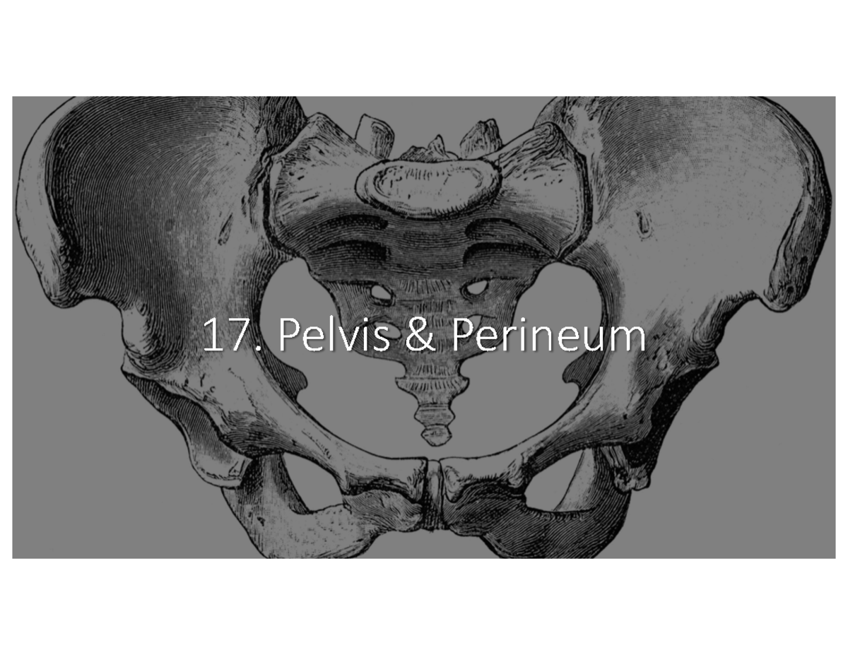 External Genitalia and Pelvic Structure Overview for Anatomy Course ...