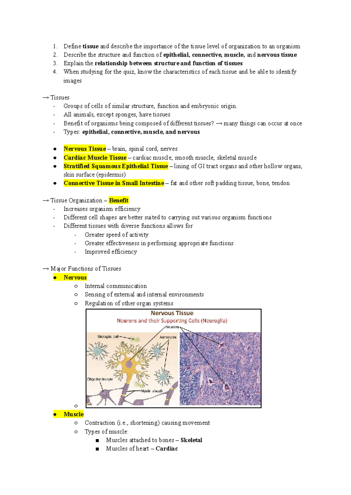 Tissue Types and Functions - Study Guide - Studocu